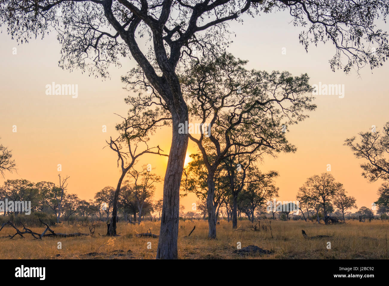 Botswana. Chobe National Park. Savuti. Sun setting beyond rain trees ...