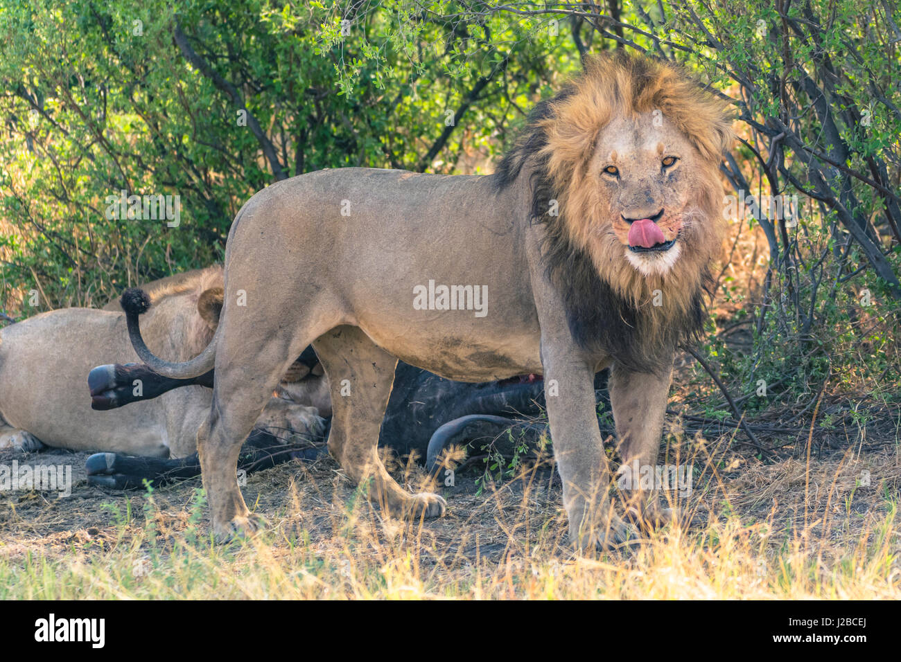 Botswana. Chobe National Park. Savuti. Male lion (Panthera leo Stock ...