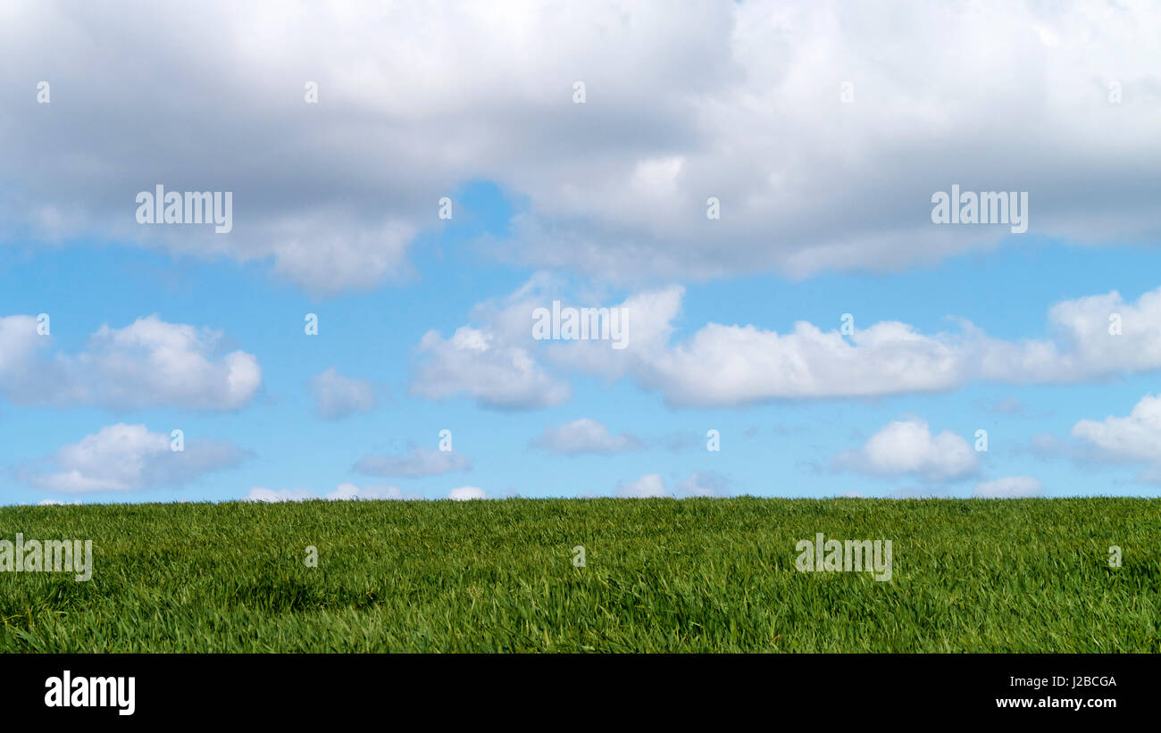 Sunny blue sky open field background hi-res stock photography and ...