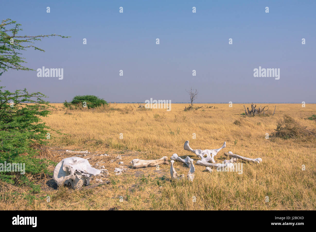 Elephant bones hi-res stock photography and images - Alamy