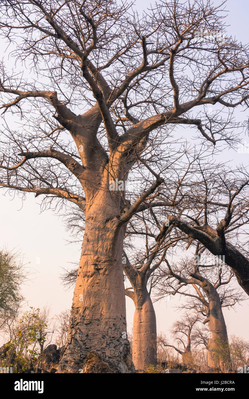 Botswana. Chobe National Park. Savuti. Baobab trees (Adansonia digitata ...