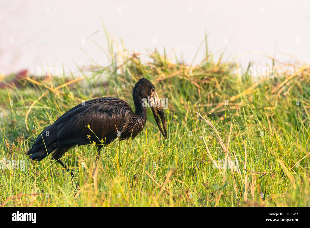 Botswana. Okavango Delta. Khwai Concession. African openbill stork ...