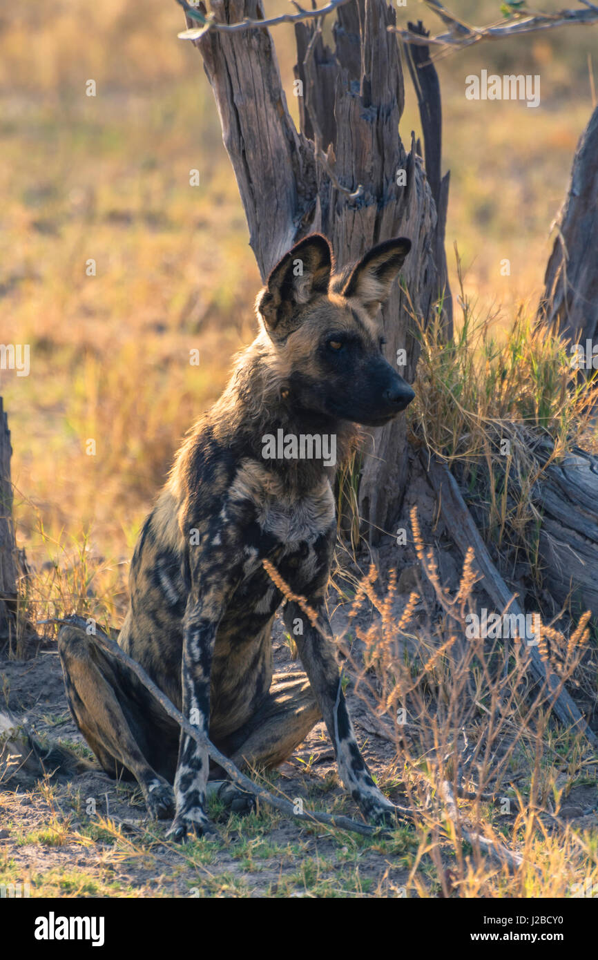 Botswana. Okavango Delta. Khwai Concession. Pack of African wild dogs ...