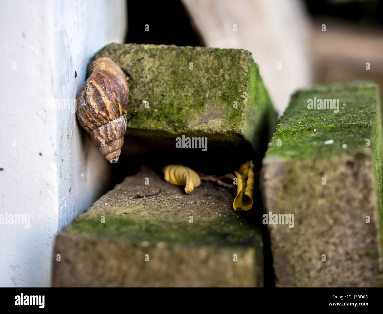 Snail on Wall Stock Photo - Alamy