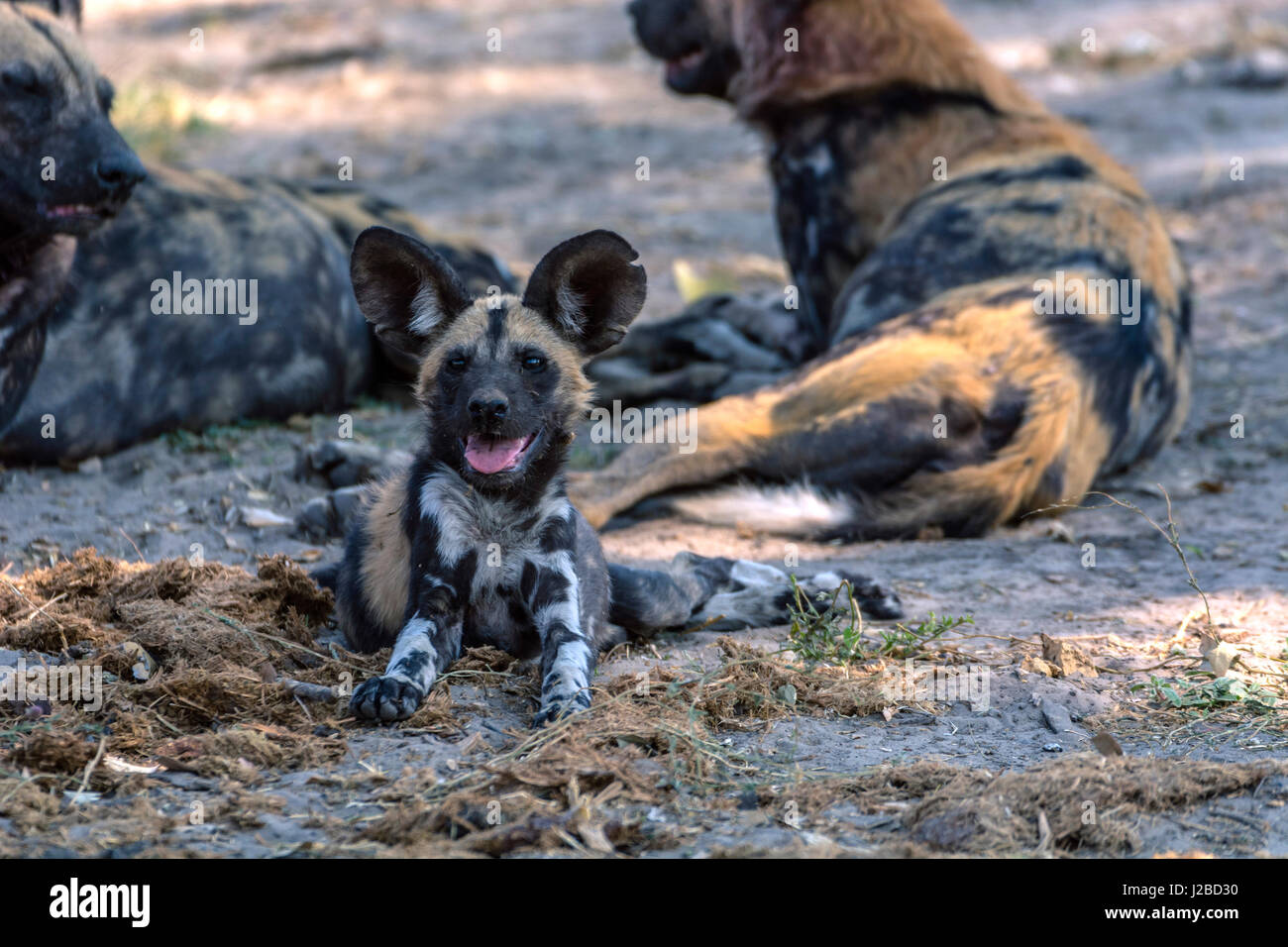 Botswana. Chobe National Park. Savuti. African wild dog (Lycaon pictus ...