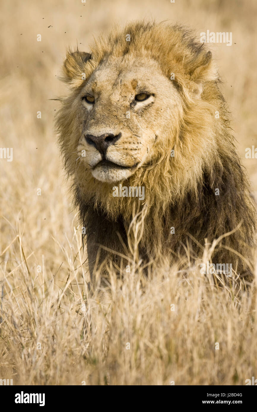 Okavango Delta, Botswana. Close-up of male lion Stock Photo - Alamy