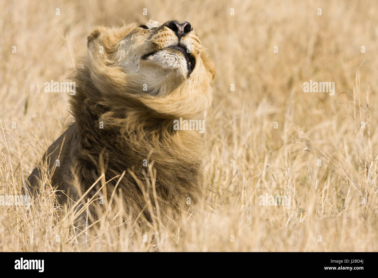 Okavango Delta, Botswana. Close-up of male lion shaking his mane Stock ...