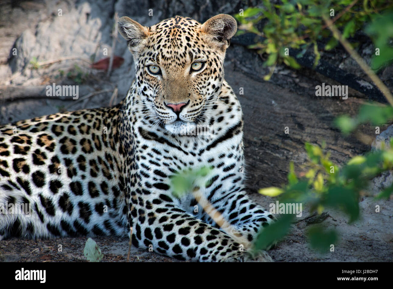 Close up leopard portrait sitting (Large format sizes available Stock ...