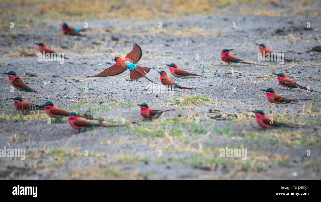Flock of Carmine bee eater birds on ground nesting and 1 flying ...