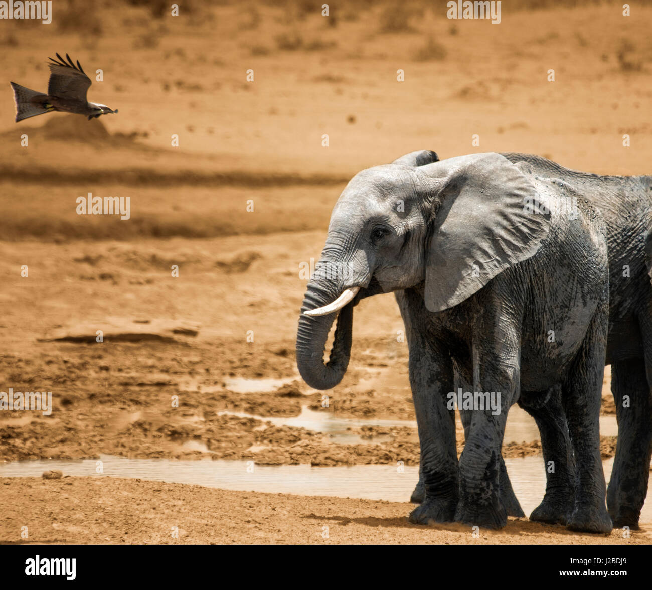 Elephant standing and eagle flying Botswana Africa Stock Photo - Alamy