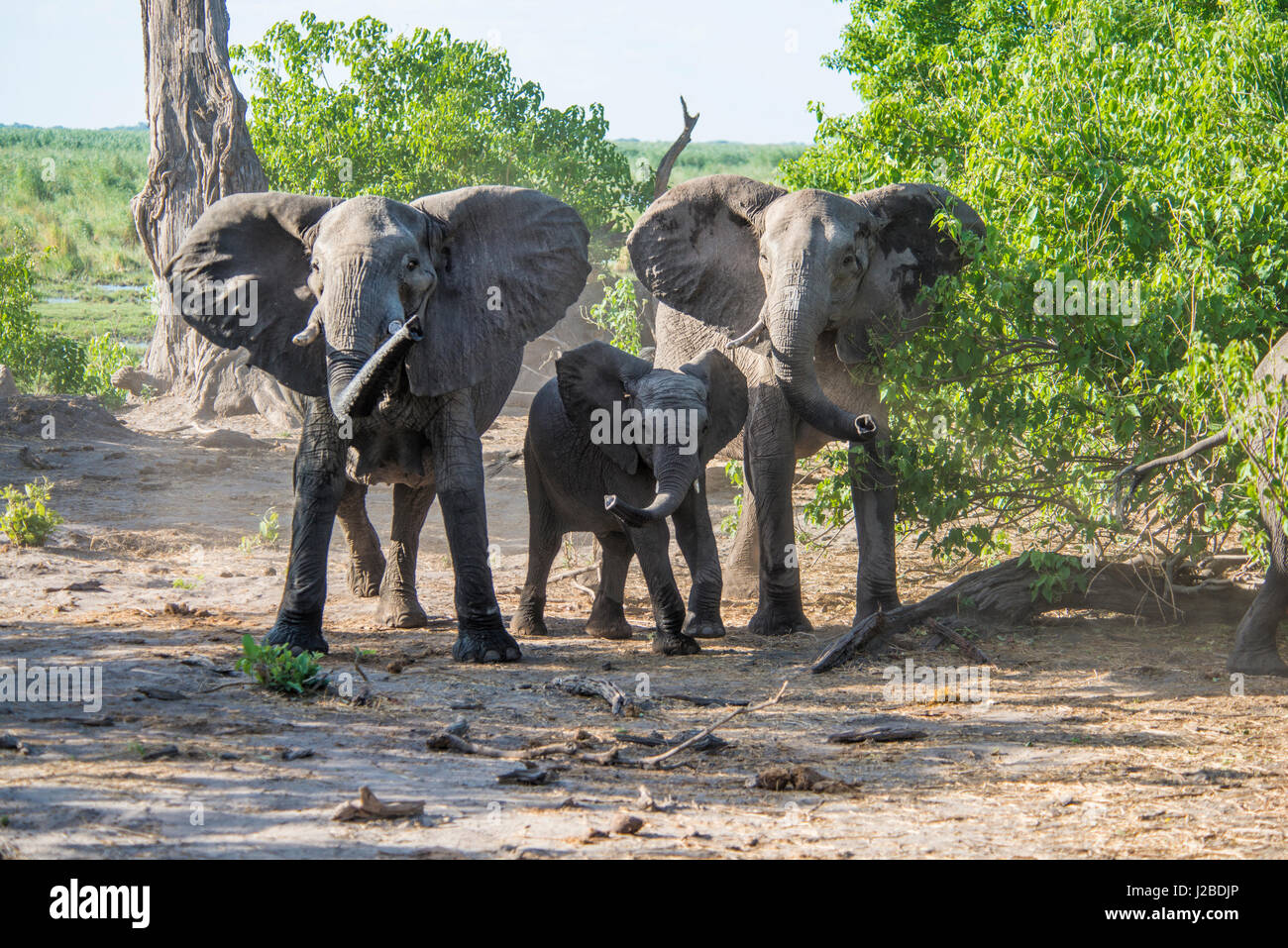 Elephant family in protective mode (Large format sizes available Stock ...