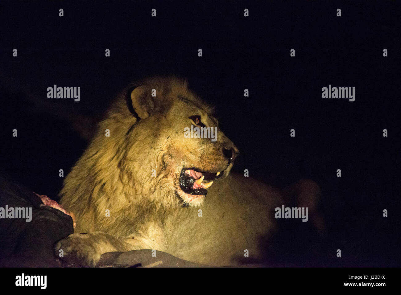 Male lion feeding at night (Large format sizes available Stock Photo ...