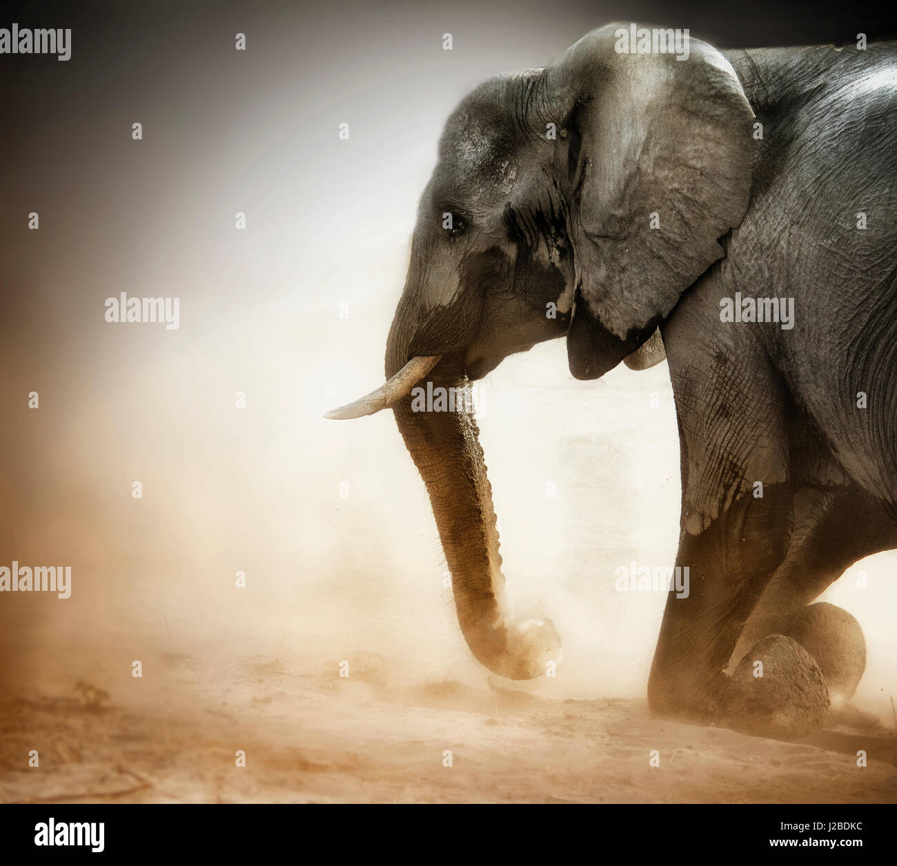Elephant kneeling hi-res stock photography and images - Alamy