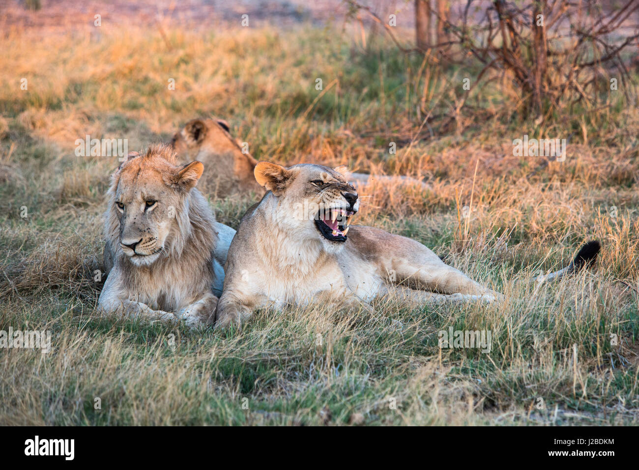 Lioness with juvenile male growling (Large format sizes available Stock ...