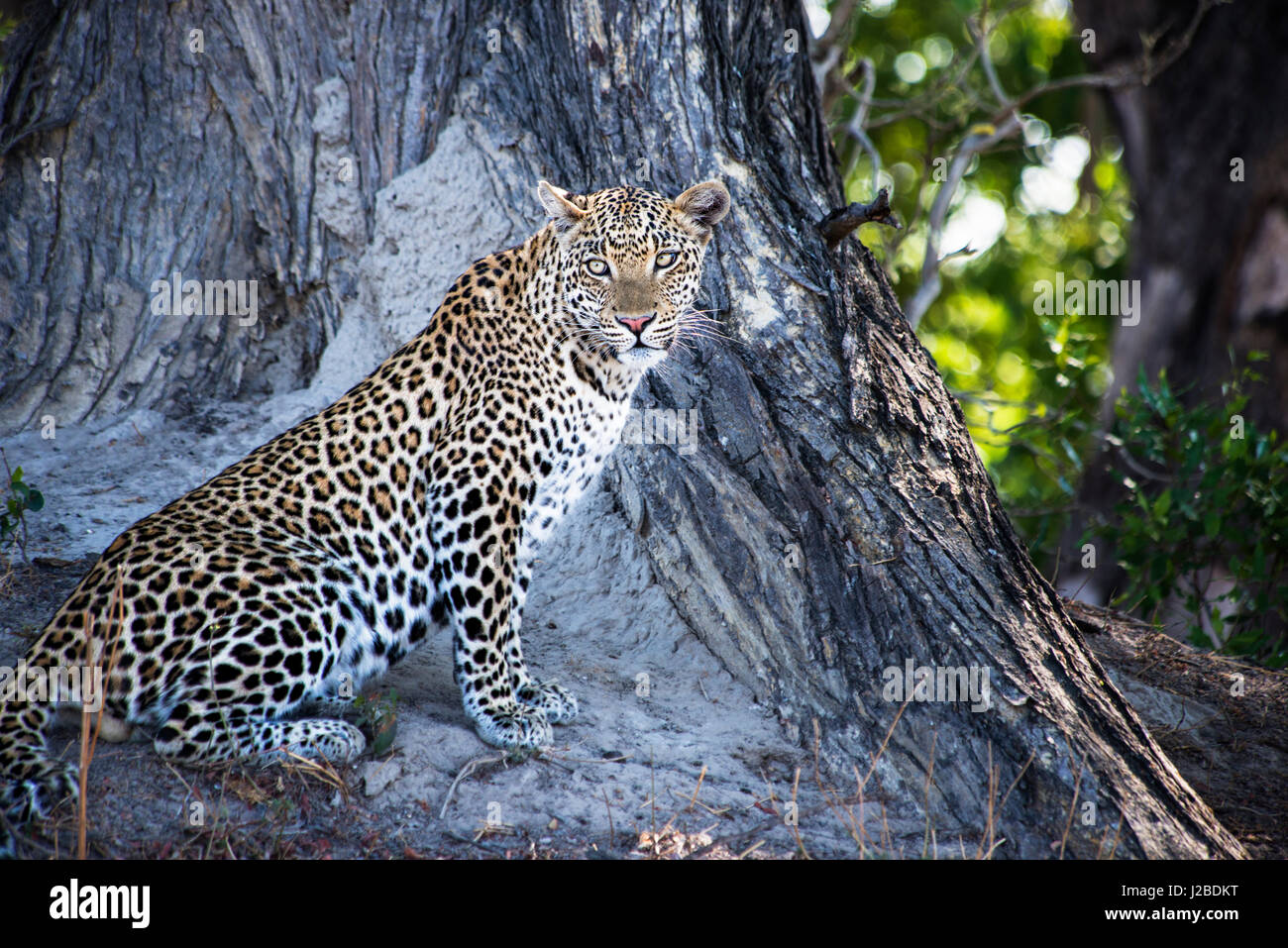 Leopard sitting by tree trunk looking out (Large format sizes available ...