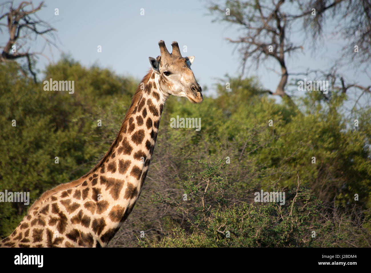 Giraffe portrait looking out (Large format sizes available Stock Photo ...