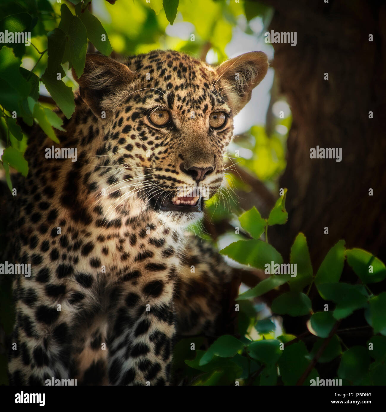 leopard juvenile portrait in tree and leaves Stock Photo - Alamy