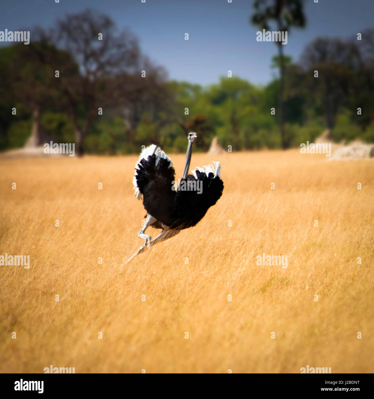 Male Ostrich running in grass, leaning to right Stock Photo - Alamy