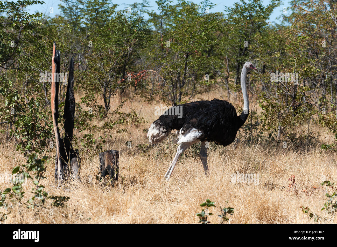 Ostrich (Struthio camelus), Khwai Concession, Okavango Delta, Botswana ...