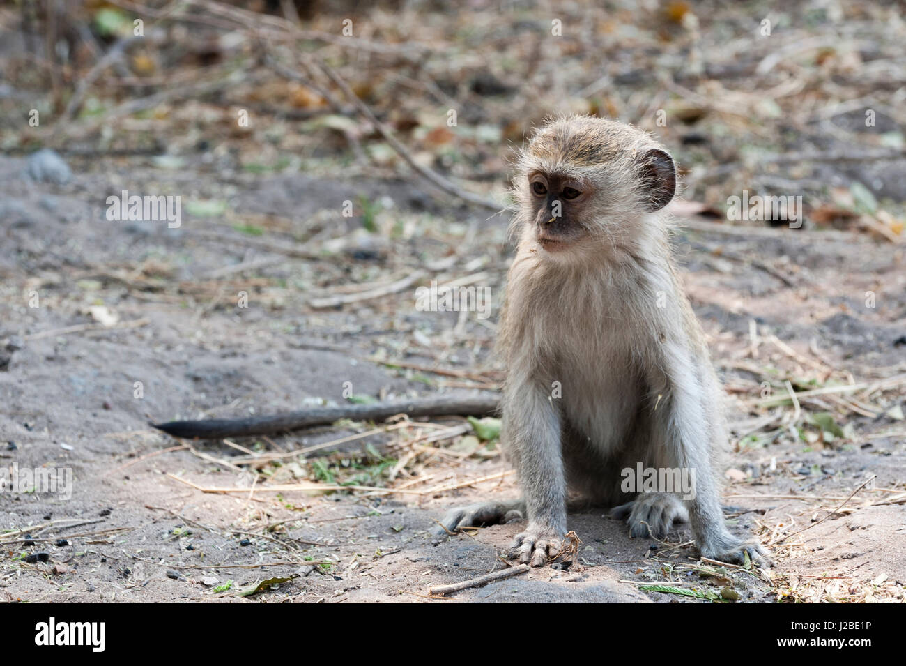 Vervet monkey (Cercopithecus aethiops), Chobe National Park, Botswana ...