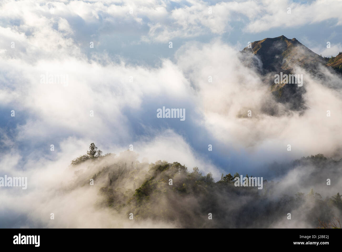 Santo antao cape verde forest hi-res stock photography and images - Alamy