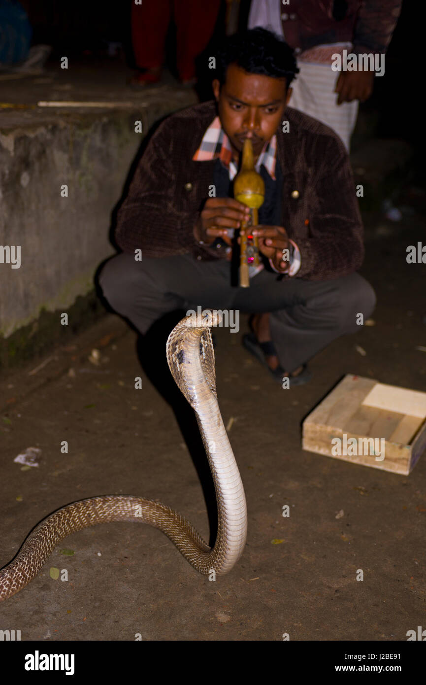 Snake charmer bangladesh hi-res stock photography and images - Alamy