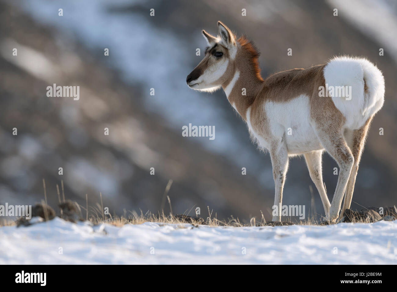 Pronghorn / Gabelbock / Gabelantilope ( Antilocapra americana ) in ...