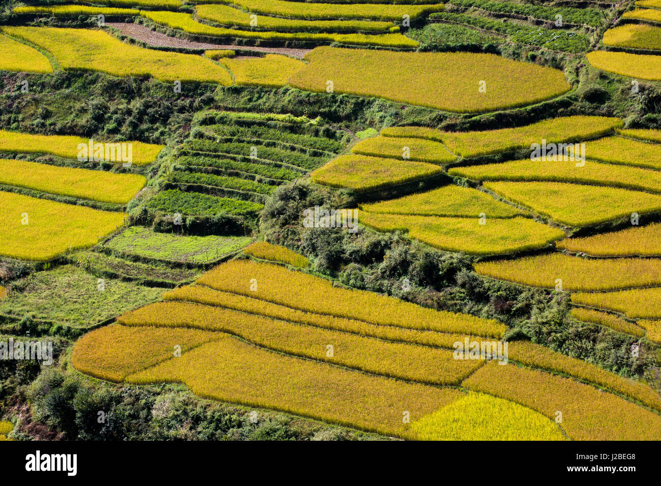 Asia, Bhutan, Paro, Rice fields in Paro Stock Photo - Alamy