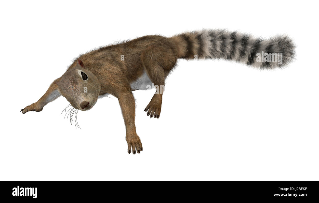 3D rendering of a Gambian sun squirrel isolated on white background ...