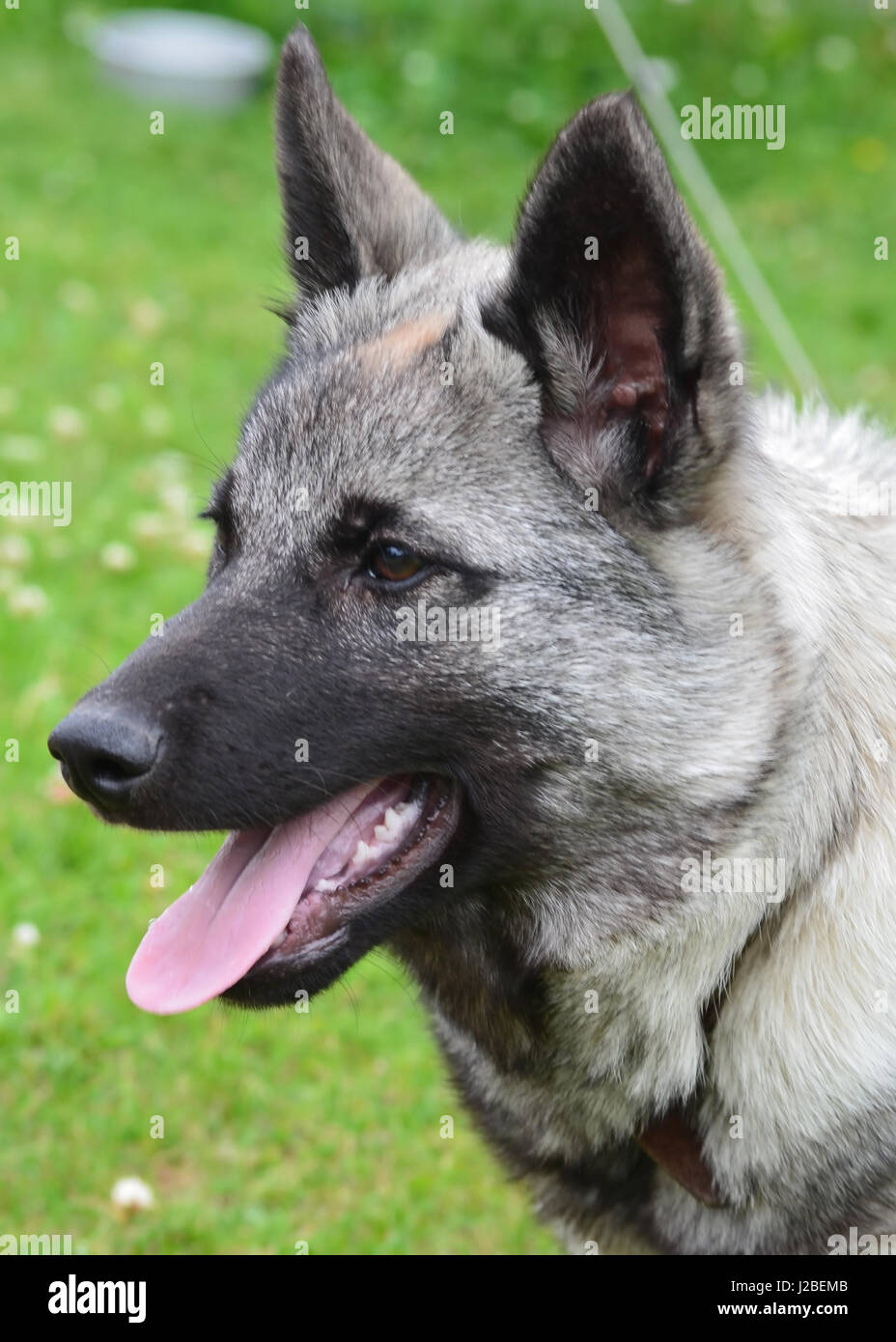 Norwegian elkhound hi-res stock photography and images - Alamy