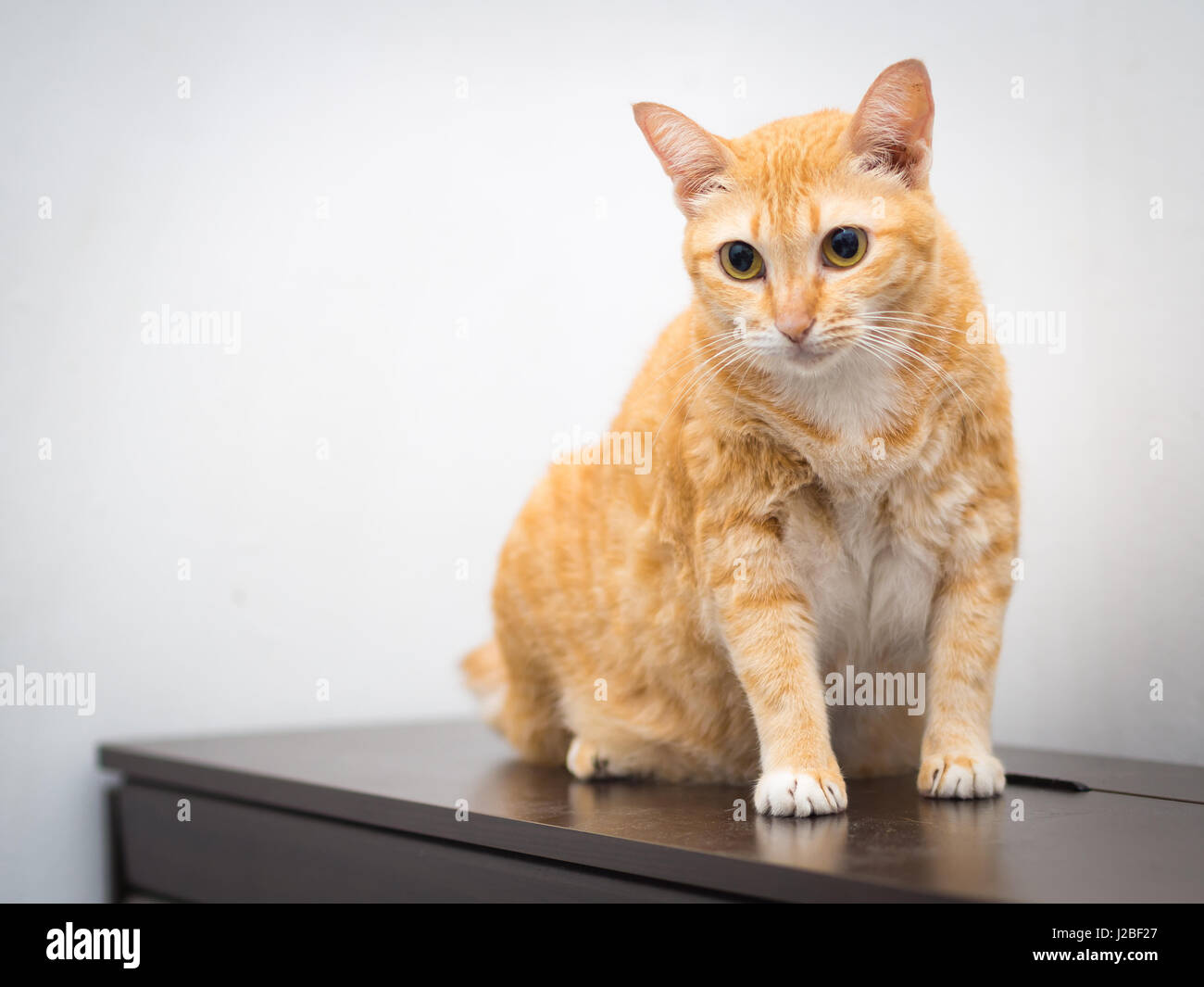 Cute Fat Orange Cat Stock Photo - Alamy