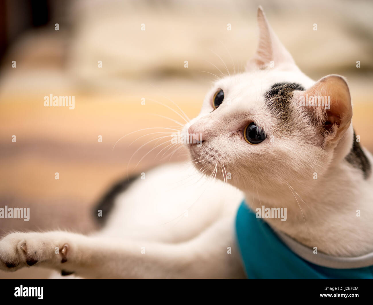 Curious white cat hi-res stock photography and images - Alamy