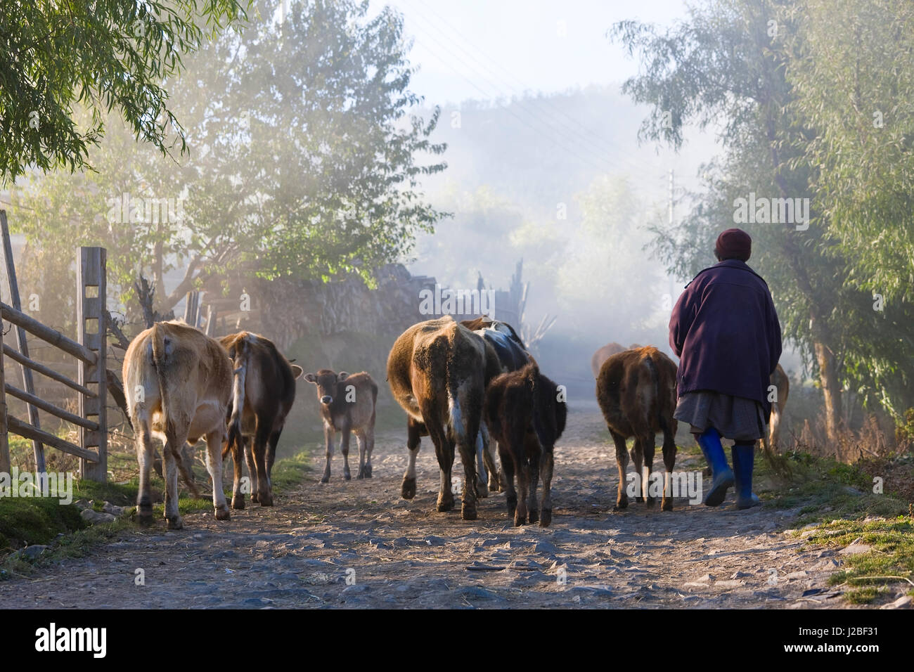 Taking cows home, Ura Village, Ura valley, Bumthang, Bhutan Stock Photo ...