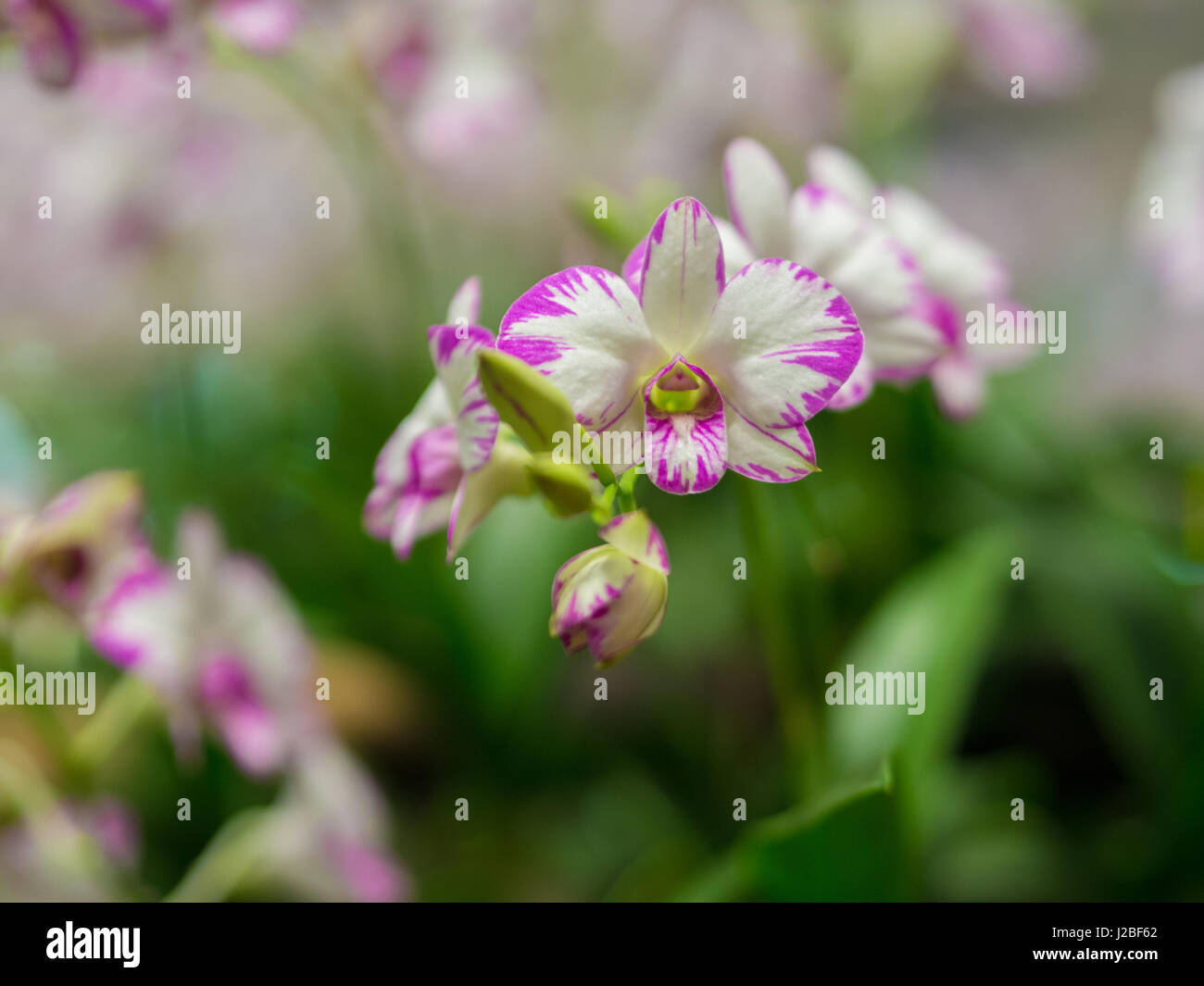 Dendrobium orchid flower hi-res stock photography and images - Alamy