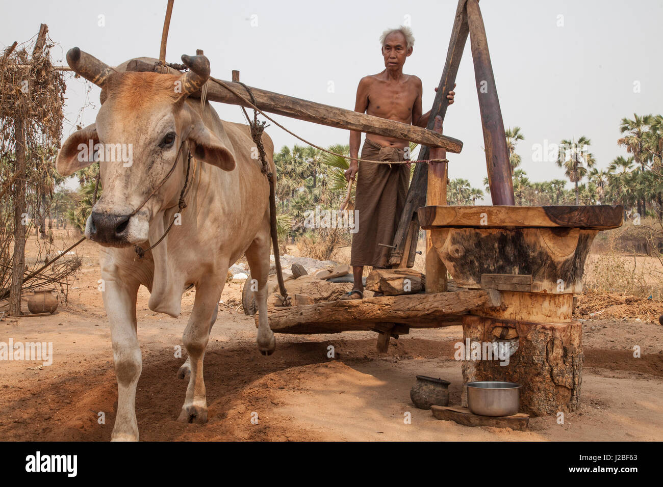 Brahma bull hi-res stock photography and images - Alamy