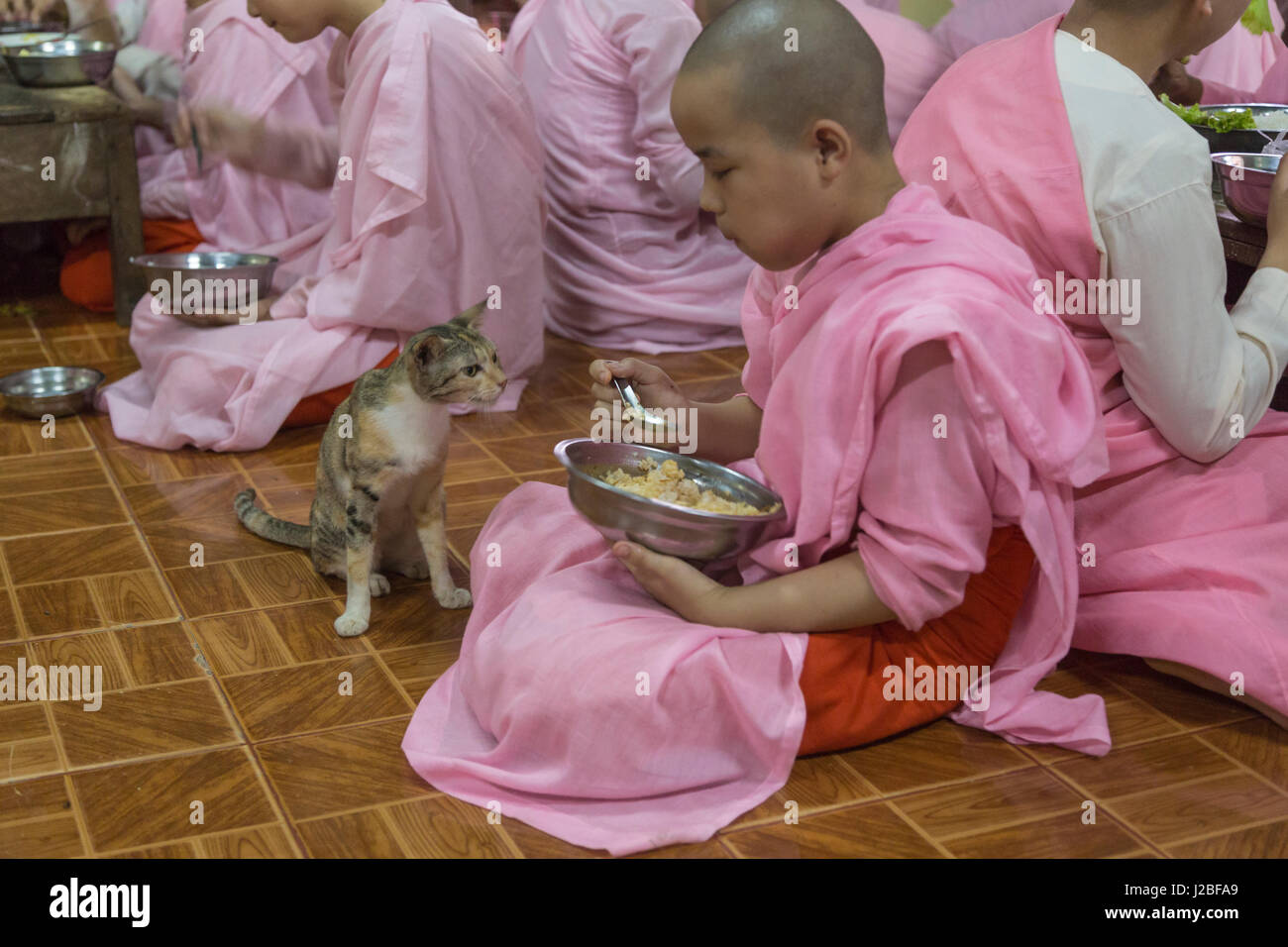 Myanmar, Yangon. Hungry cat begs for food at nunnery Stock Photo - Alamy
