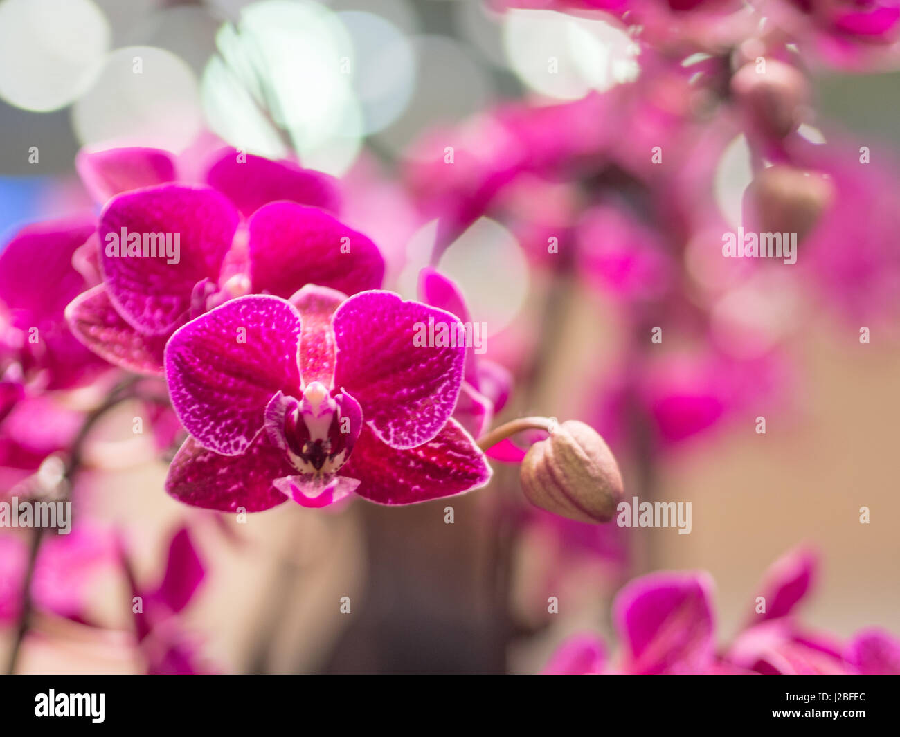 Closeup of Mini Phalaenopsis Orchid Flower Stock Photo - Alamy