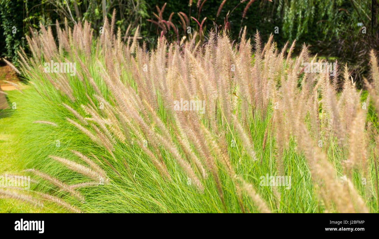 Beautiful of natural background, Flower grass Stock Photo - Alamy