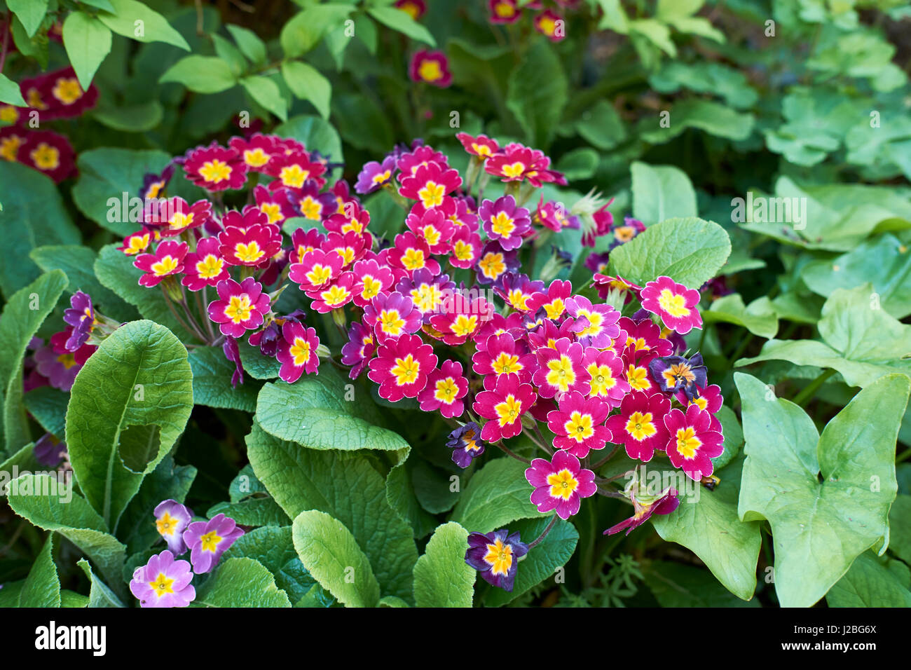 Pink and Yellow Primroses (Primula vulgaris) growing in leafy garden ...