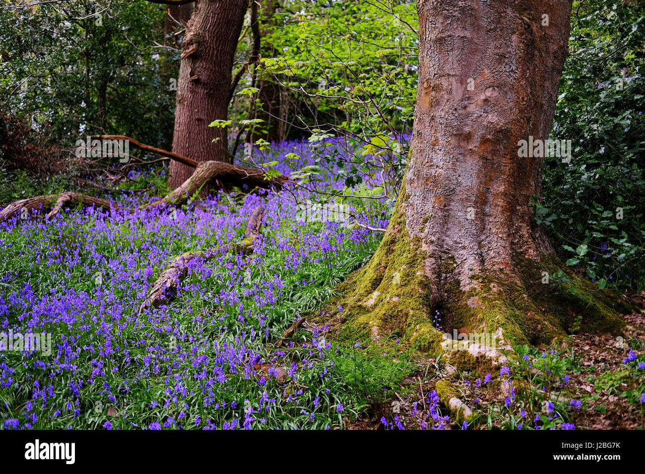 Hyacunthoides hi-res stock photography and images - Alamy
