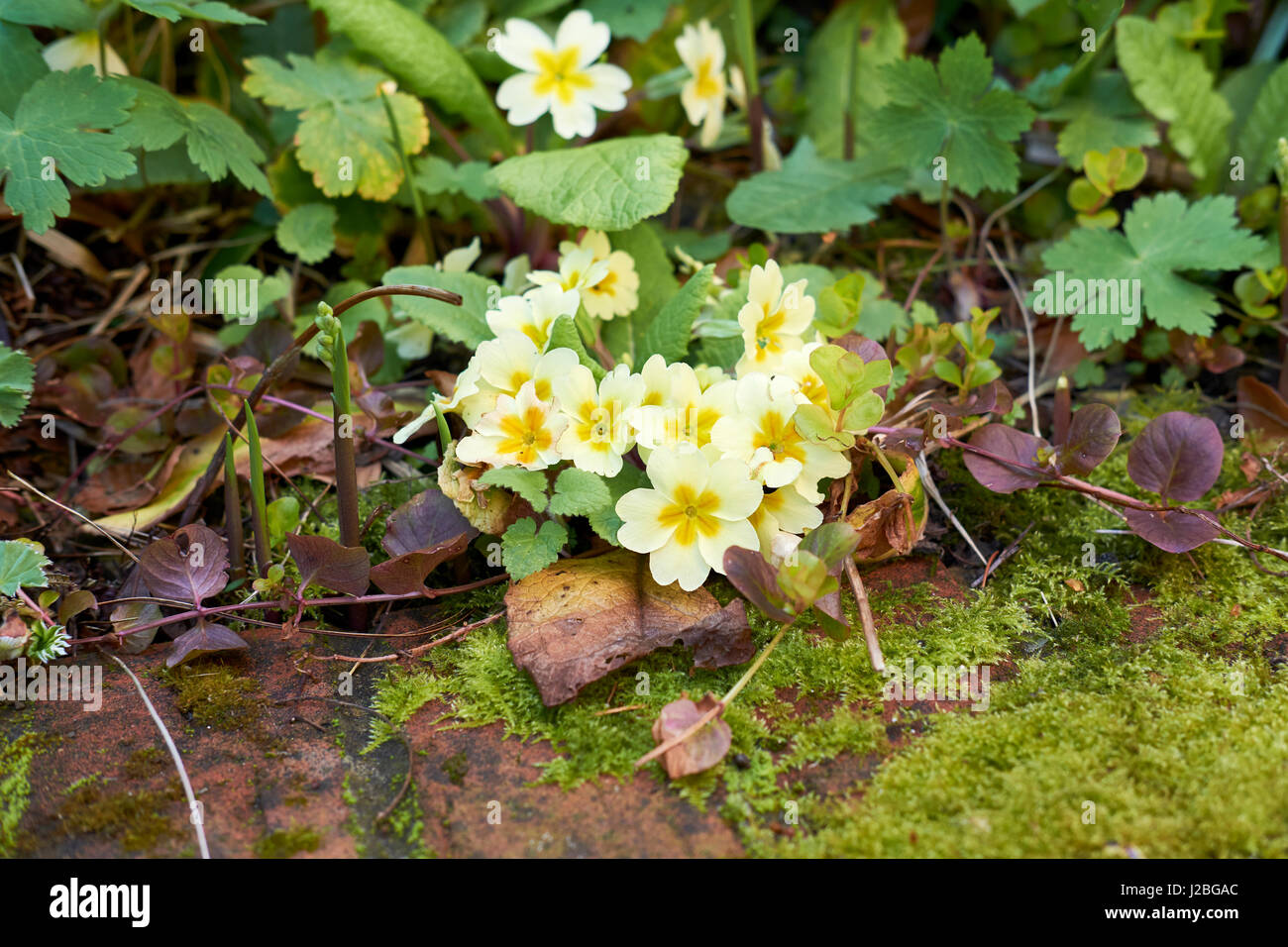 Yellow Primroses (Primula vulgaris) growing in leafy garden undergrowth ...