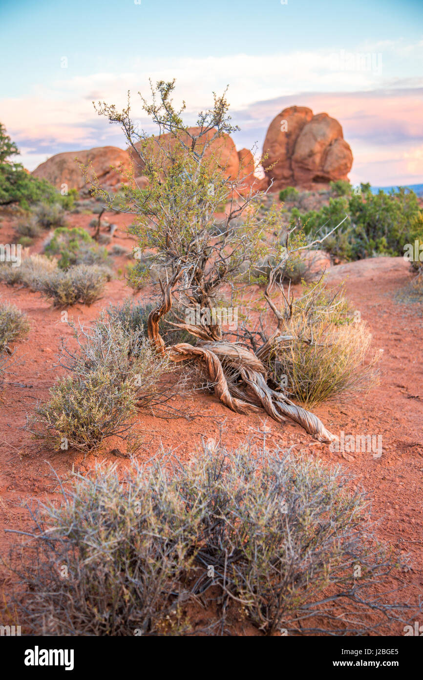 Twisted root tree sunset evening Stock Photo - Alamy