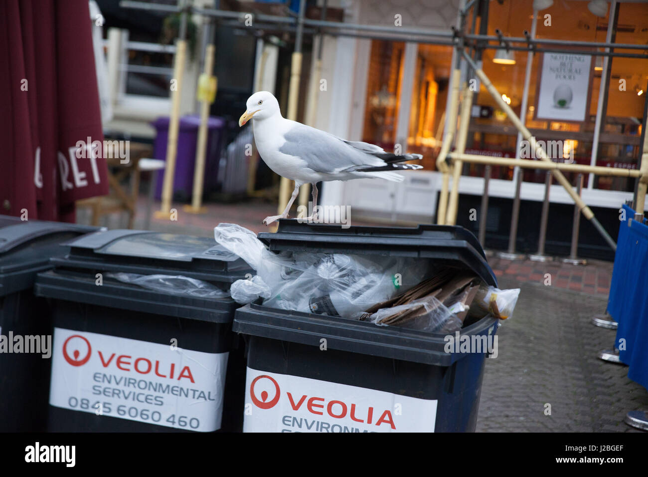 Seagull on rubbish bin hi-res stock photography and images - Alamy