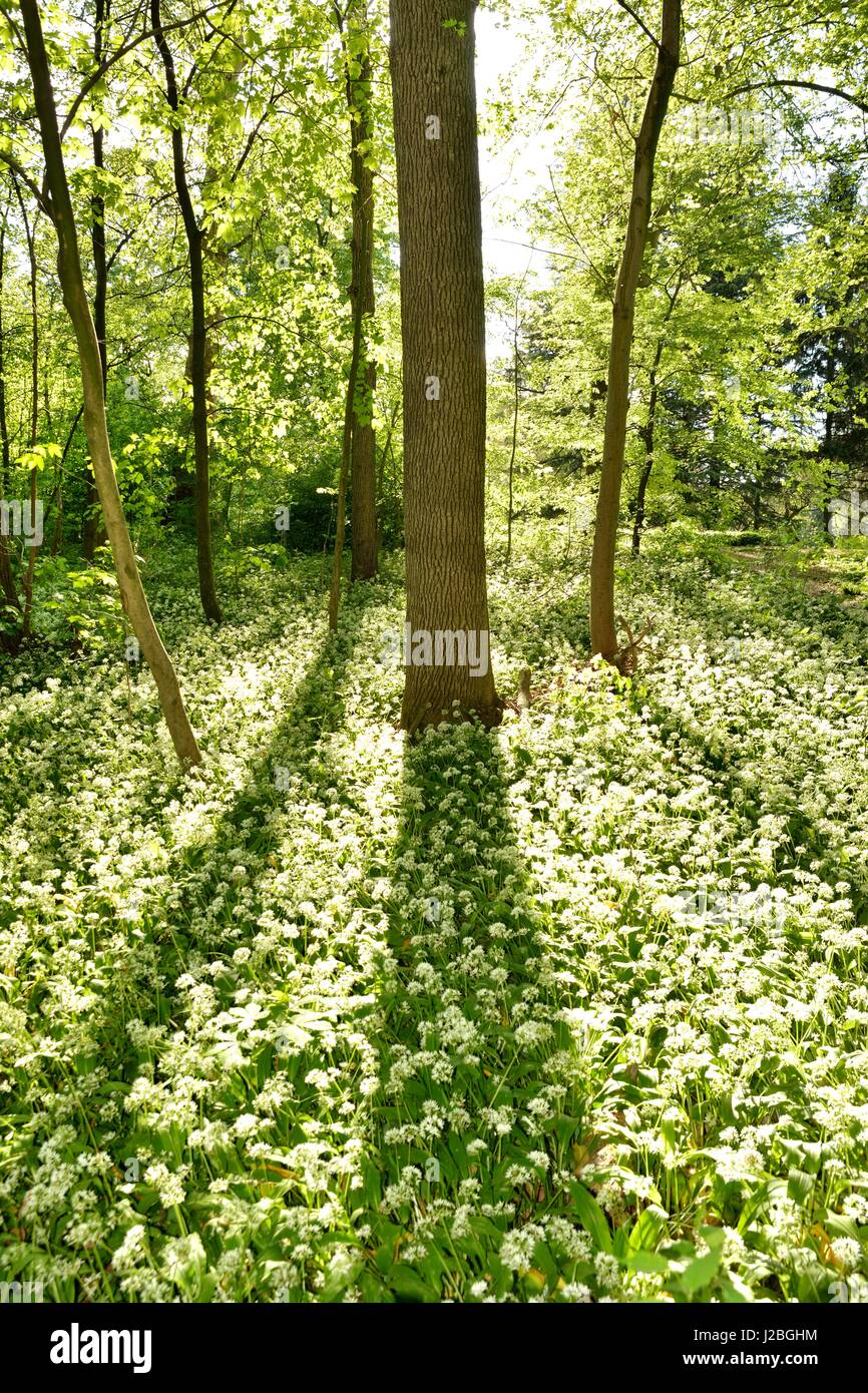 Wild garlic in flower hi-res stock photography and images - Alamy