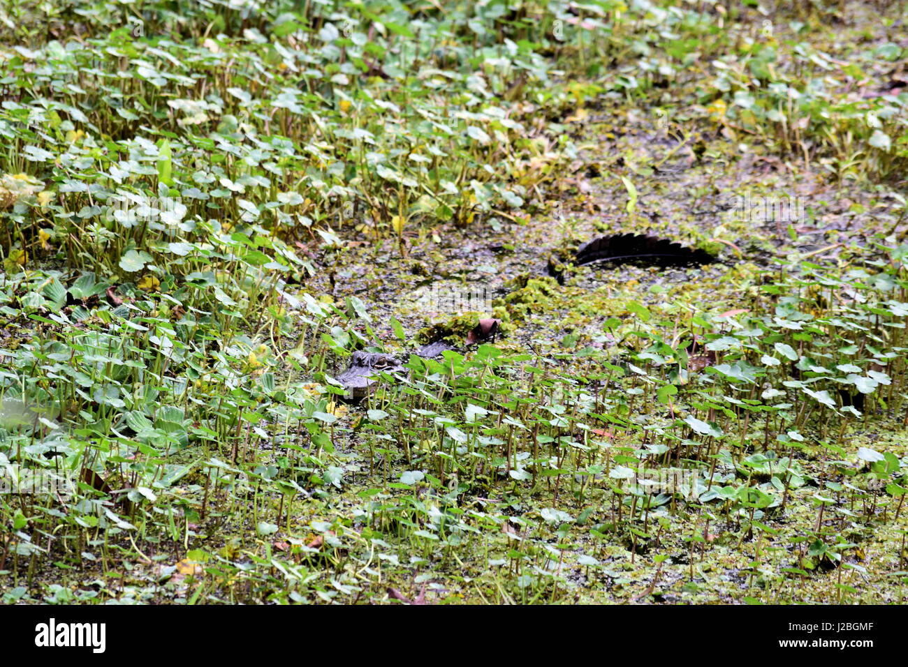 Baby ducks hiding hi-res stock photography and images - Alamy