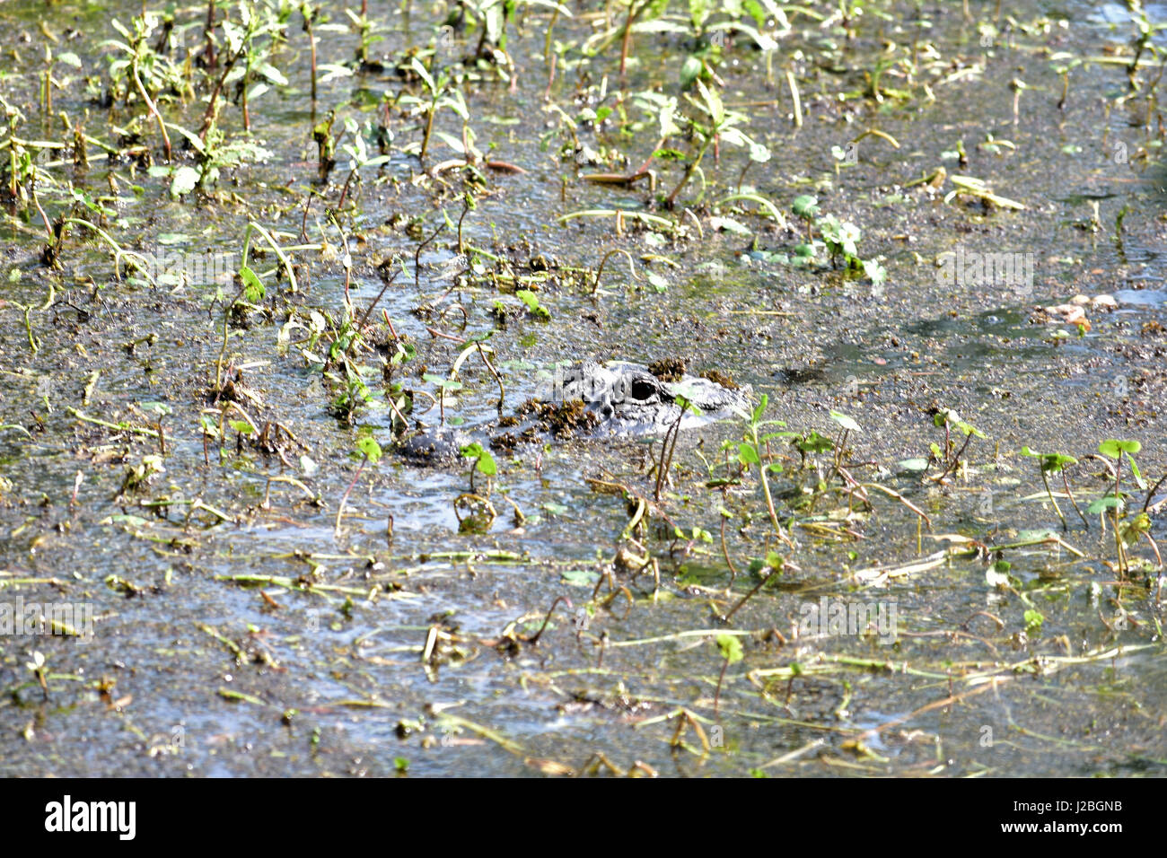 Baby ducks hiding hi-res stock photography and images - Alamy