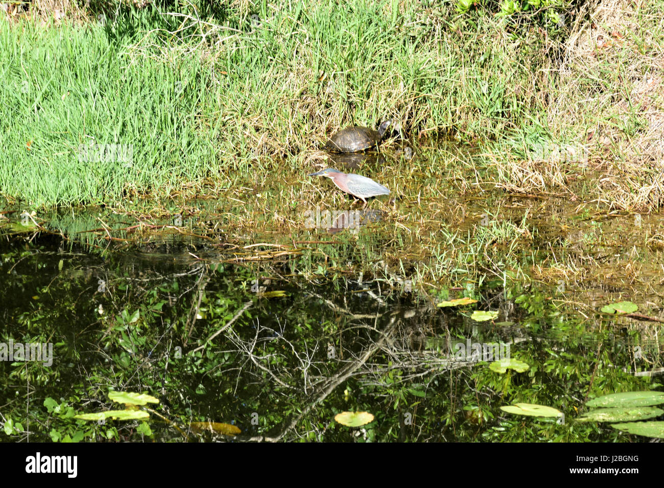 Baby turtle bird hi-res stock photography and images - Alamy