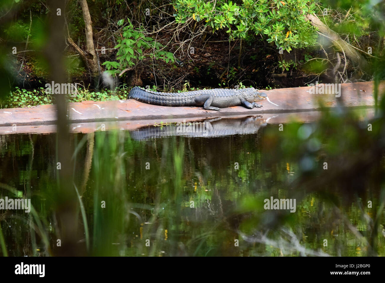 Fog Basking High Resolution Stock Photography and Images - Alamy