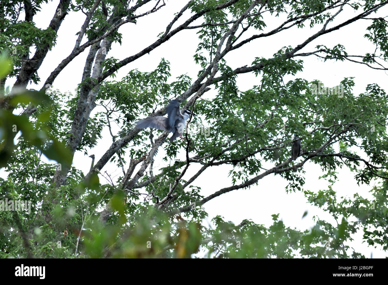 Foul birds hi-res stock photography and images - Alamy