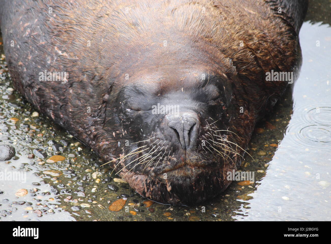 Closeup of head of huge sea lion in Chile Stock Photo - Alamy